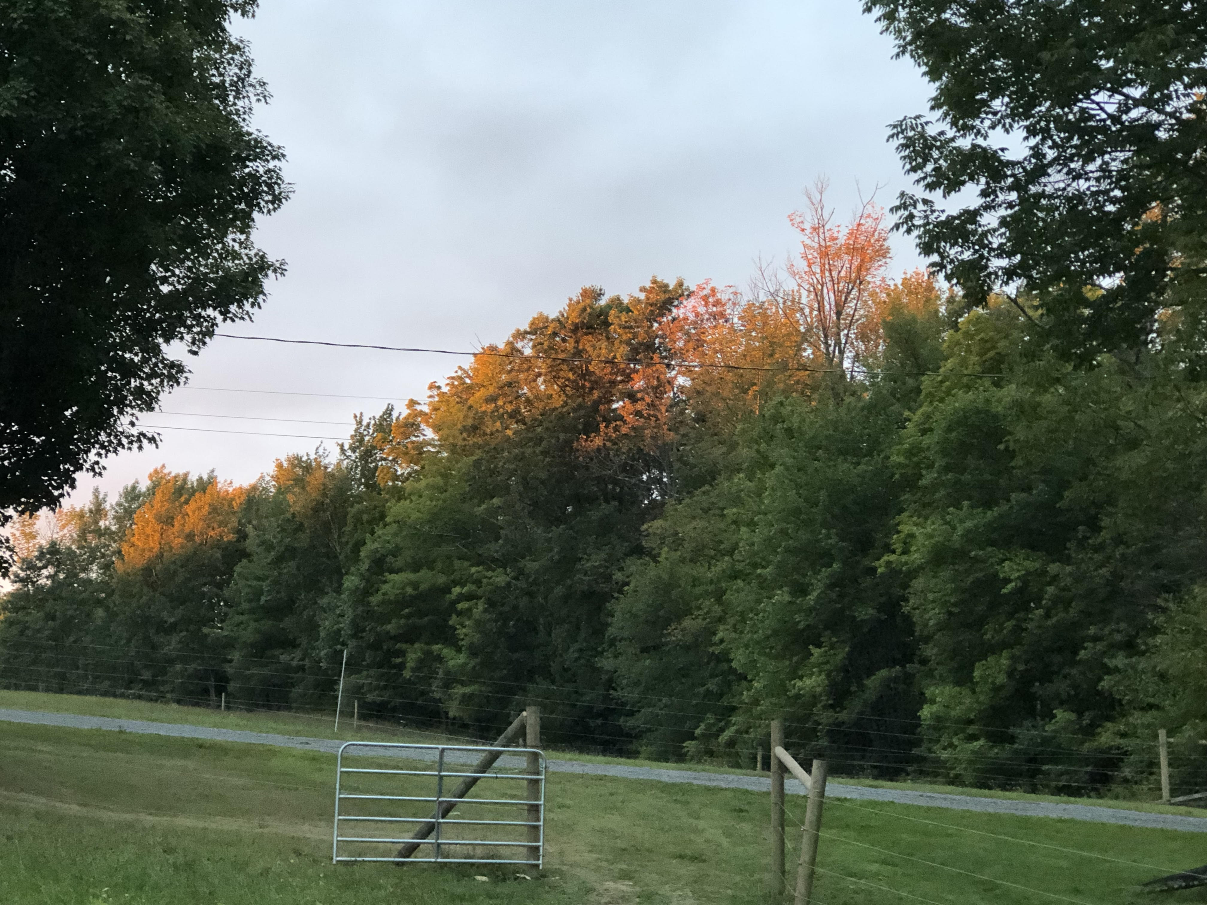 Farm-raised highest quality meat – Dancing Wind Farm